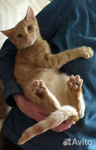 Рыжий котенок мальчик в дар