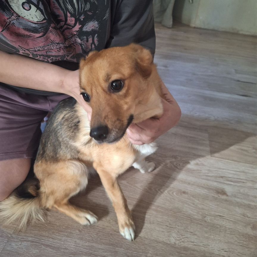 Отдам собак в добрые руки