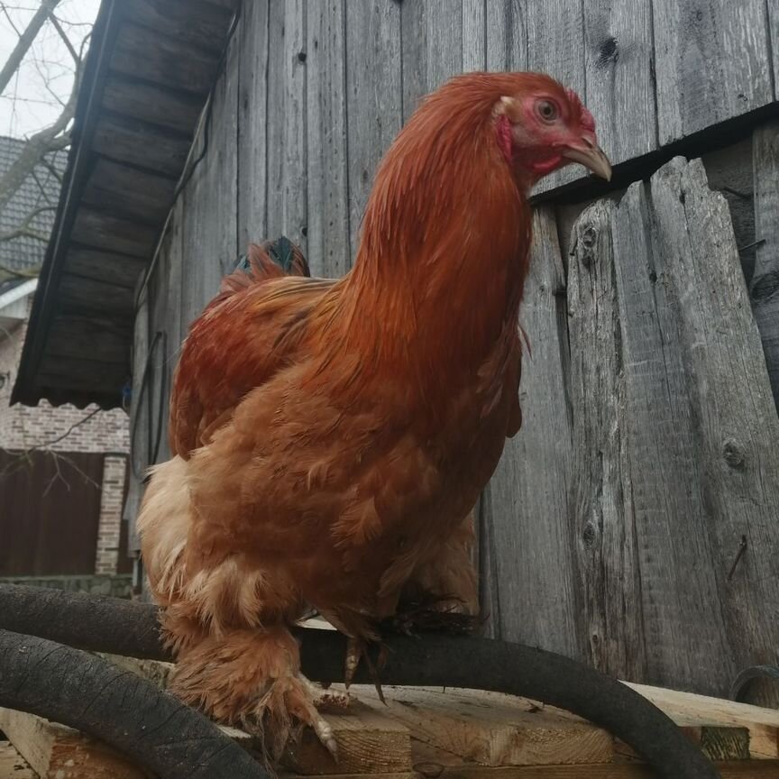 Петух брама