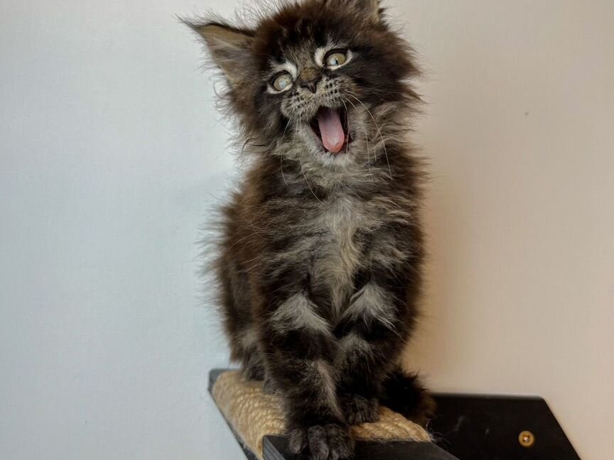 Котенок мейн-кун