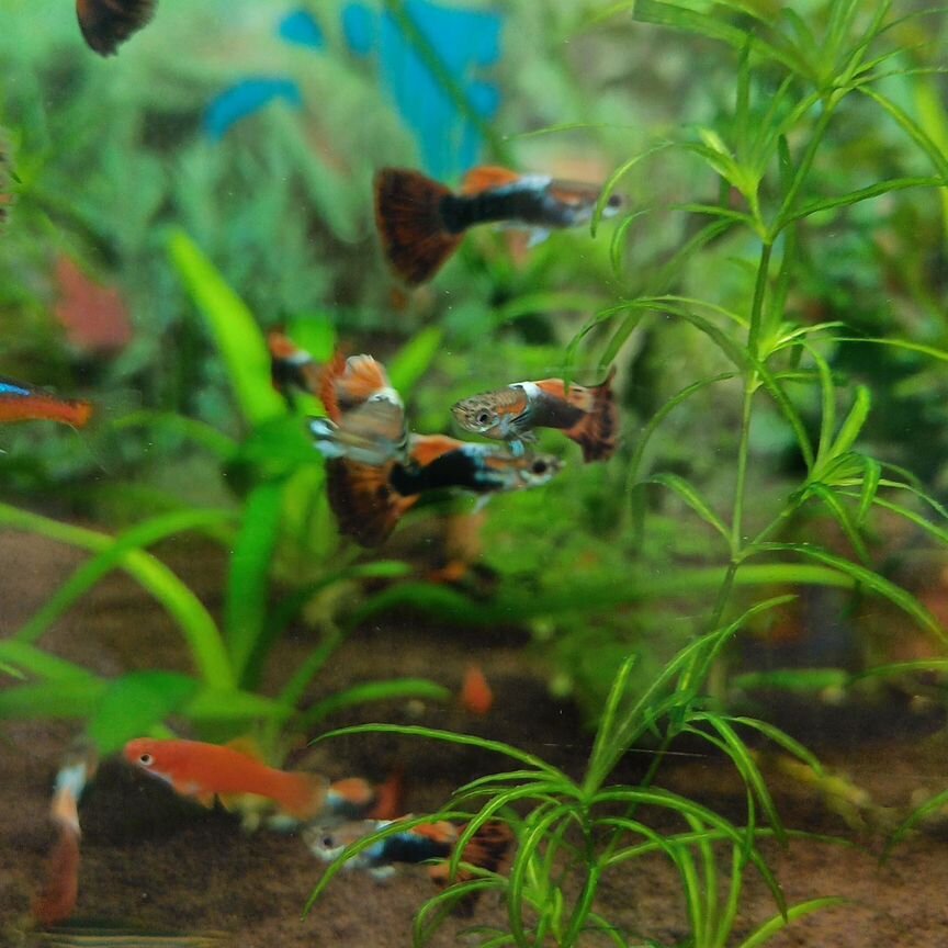 Гуппи самец 7месяцев, коридорас 1.5 месяца
