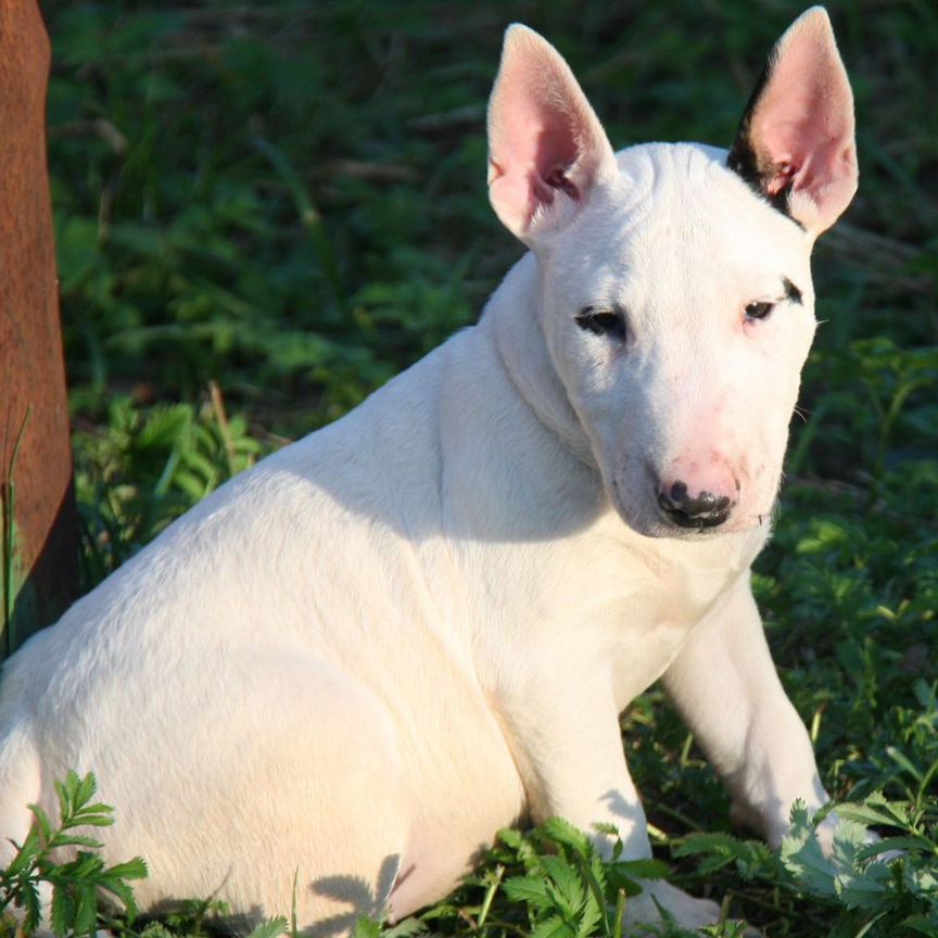 Мини-бультерьер, щенок