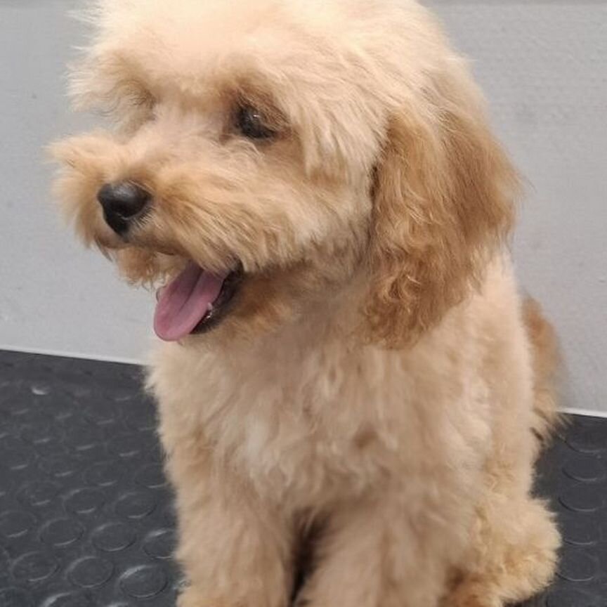 Пудель, щенок