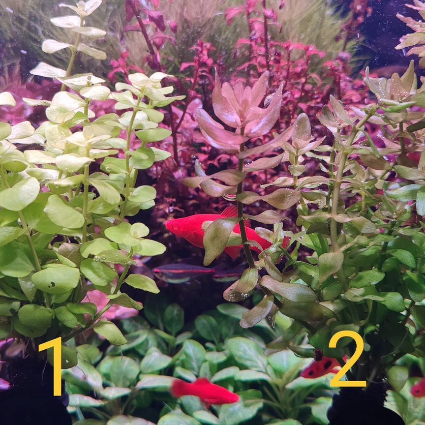 Аквариумные растения