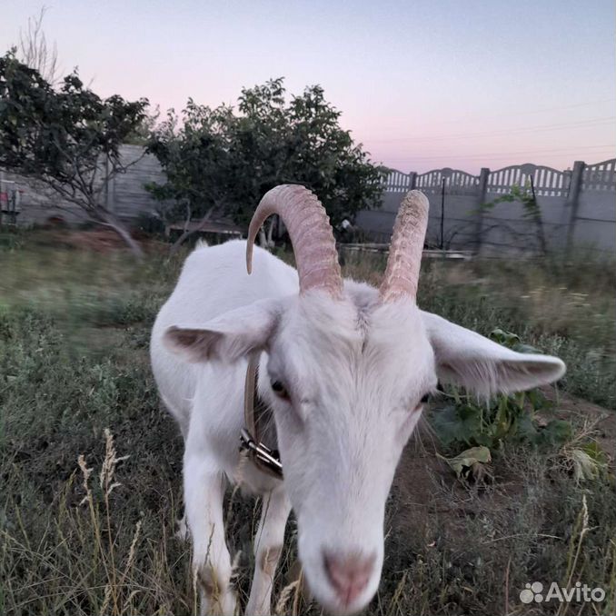 Коза дойная молочная