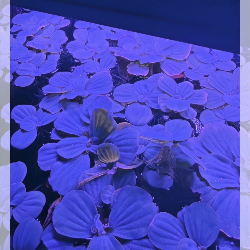 Водоросли для аквариума