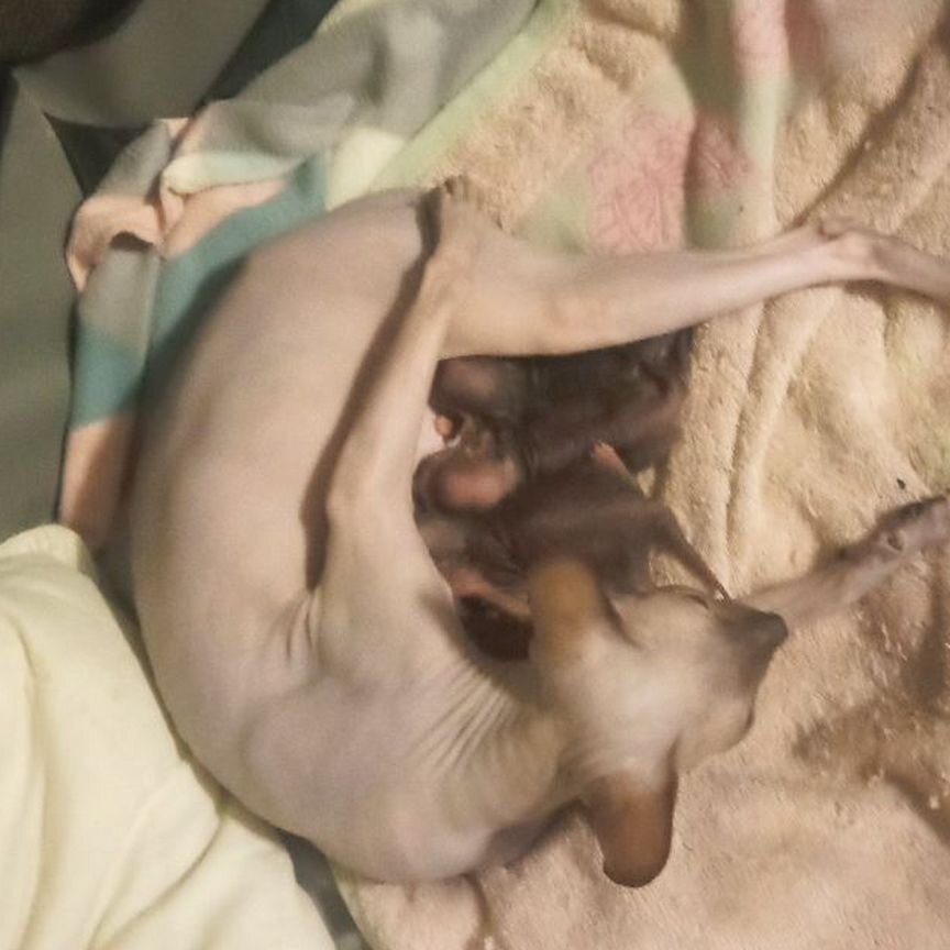 Донской сфинкс котёнок
