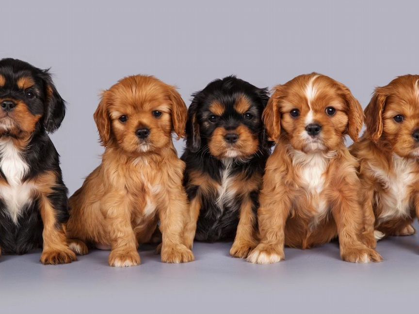 Щенки кавалер кинг чарльз спаниель