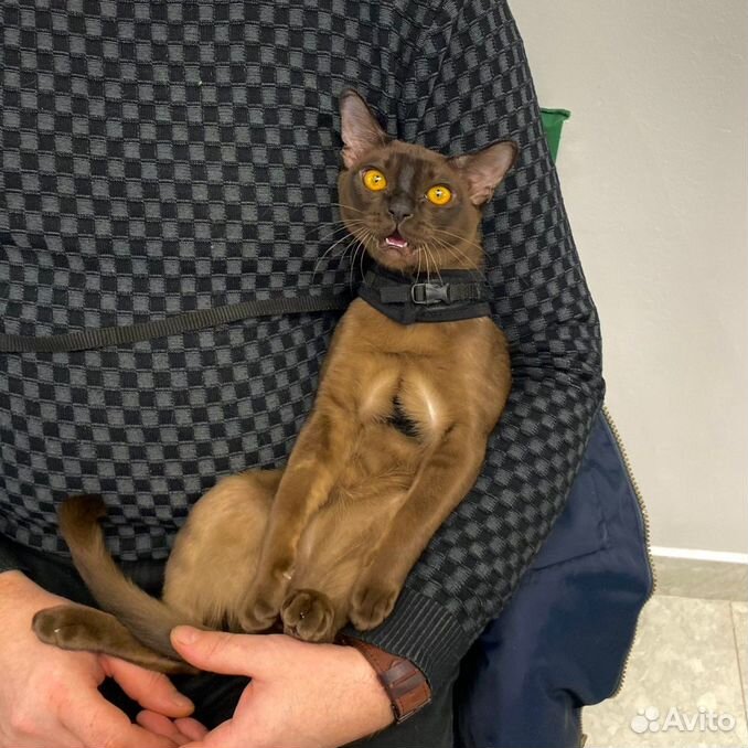 Бурманский кот\вязка