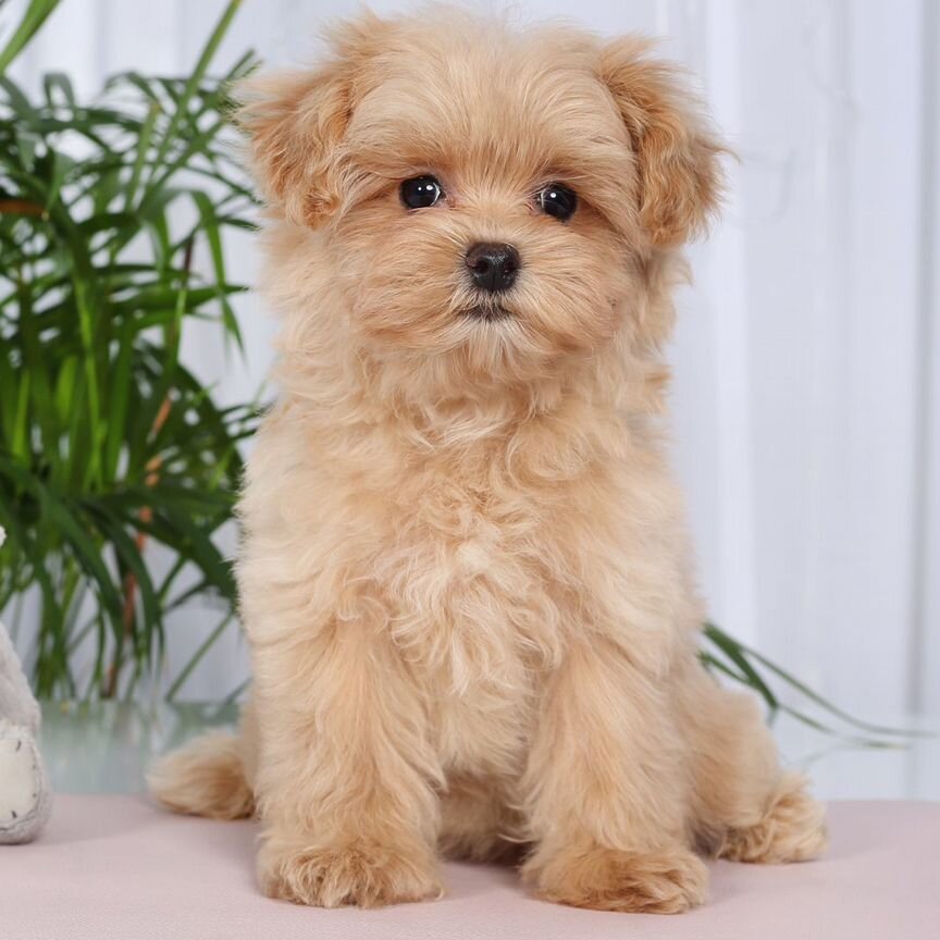 Мальтипу, щенок