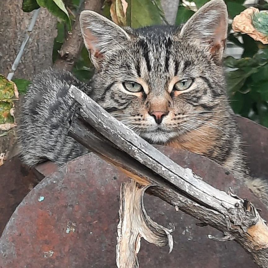 Котята в беде