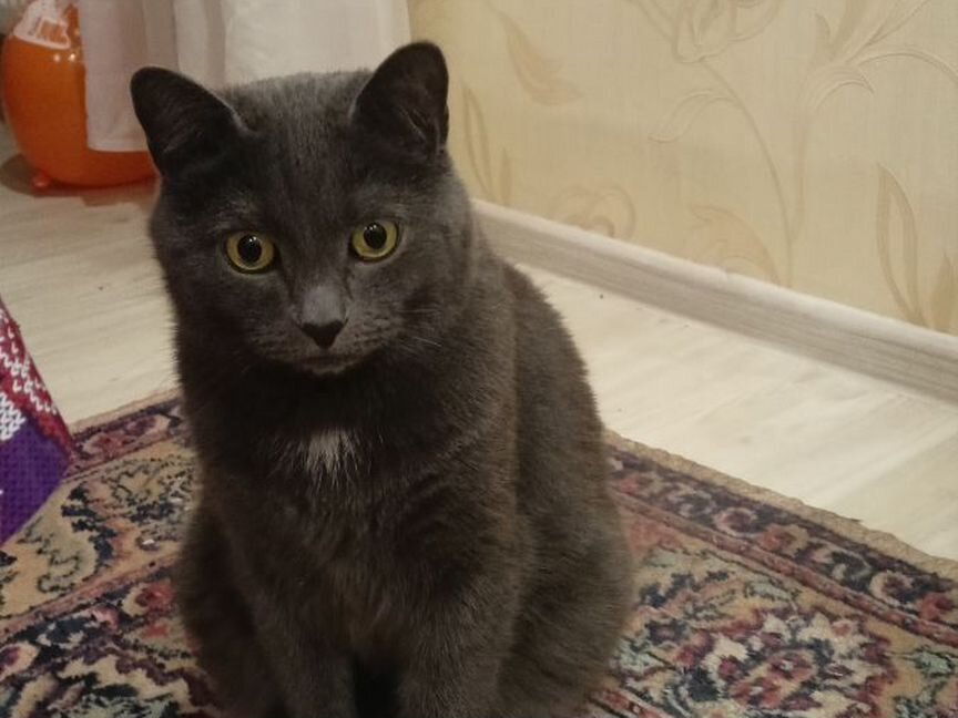 Кот Василий