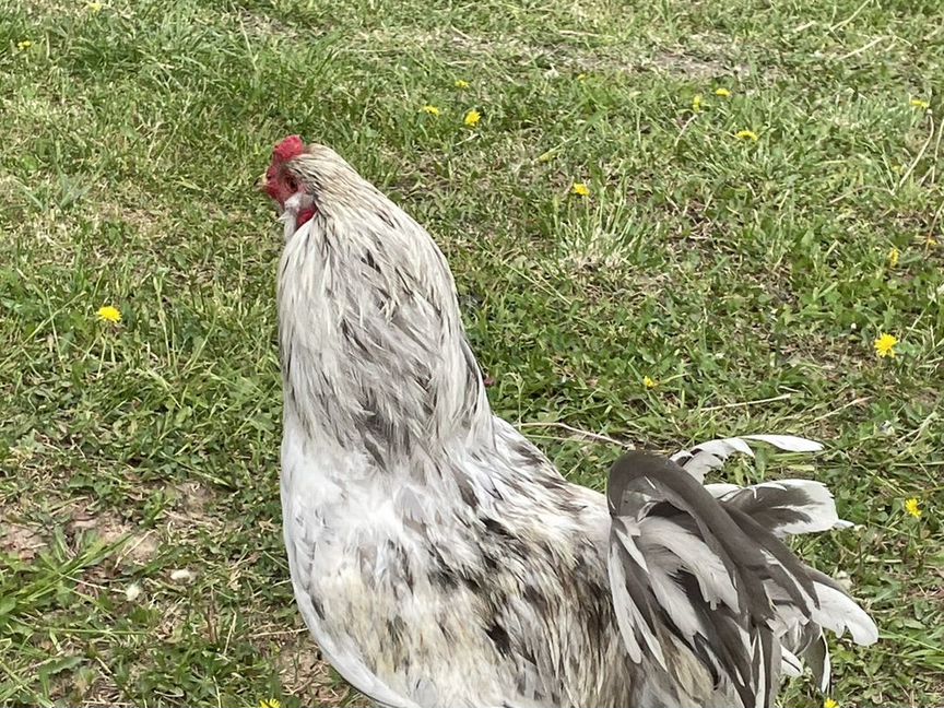 Петух амераукана