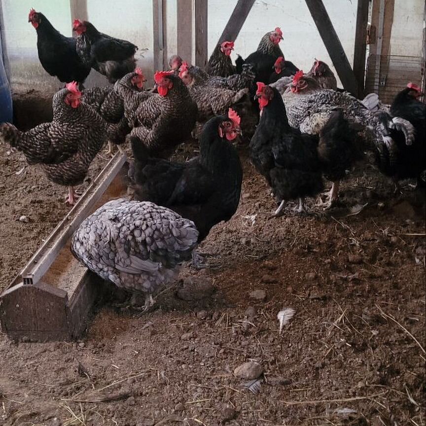 Куры несушки продам