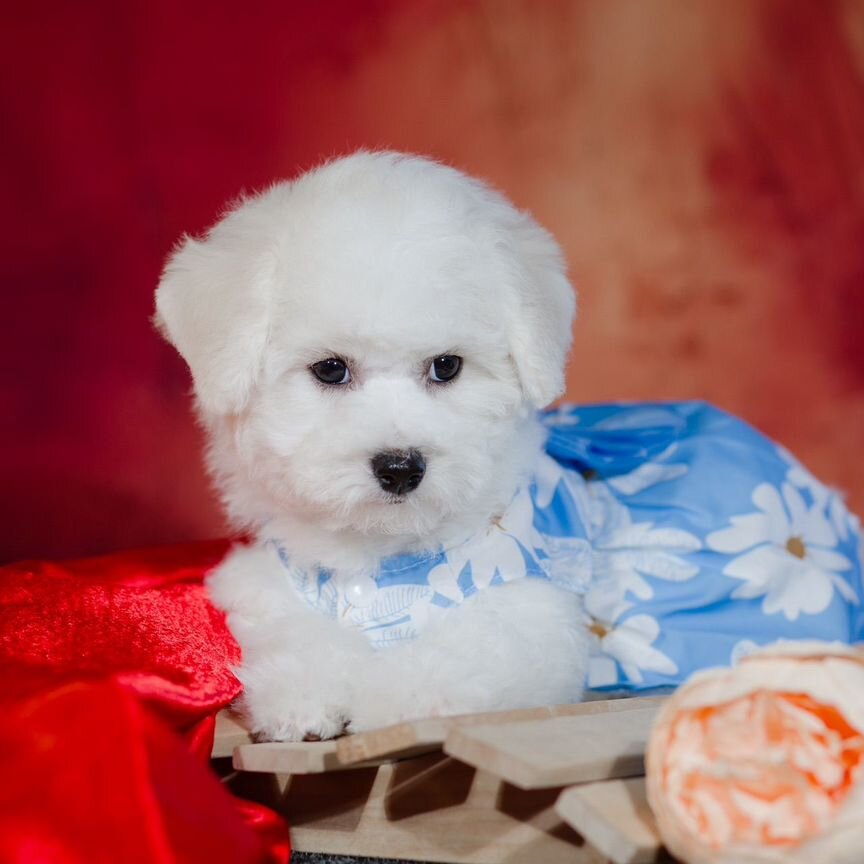 Девочка Перспективная РКФ