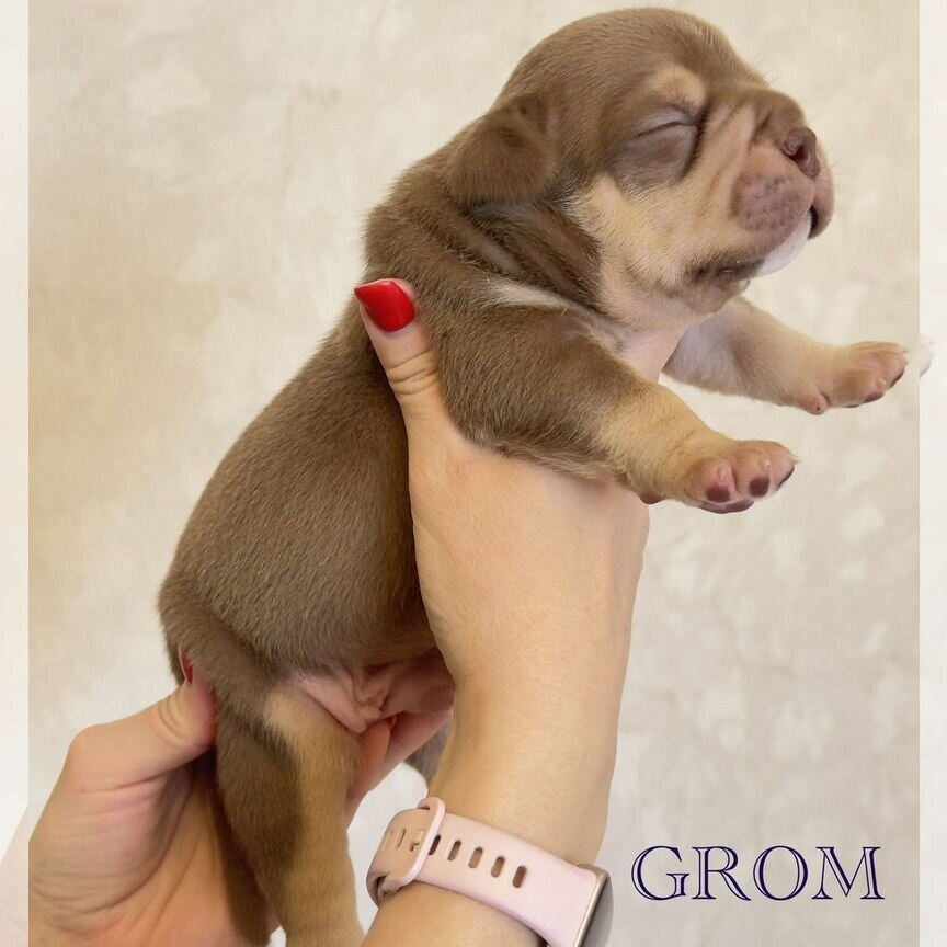 Американский булли, щенок