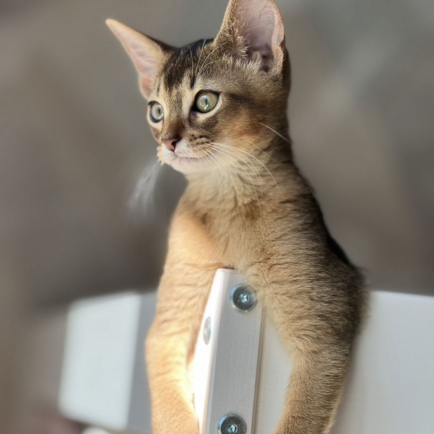 Аббисинский котенок