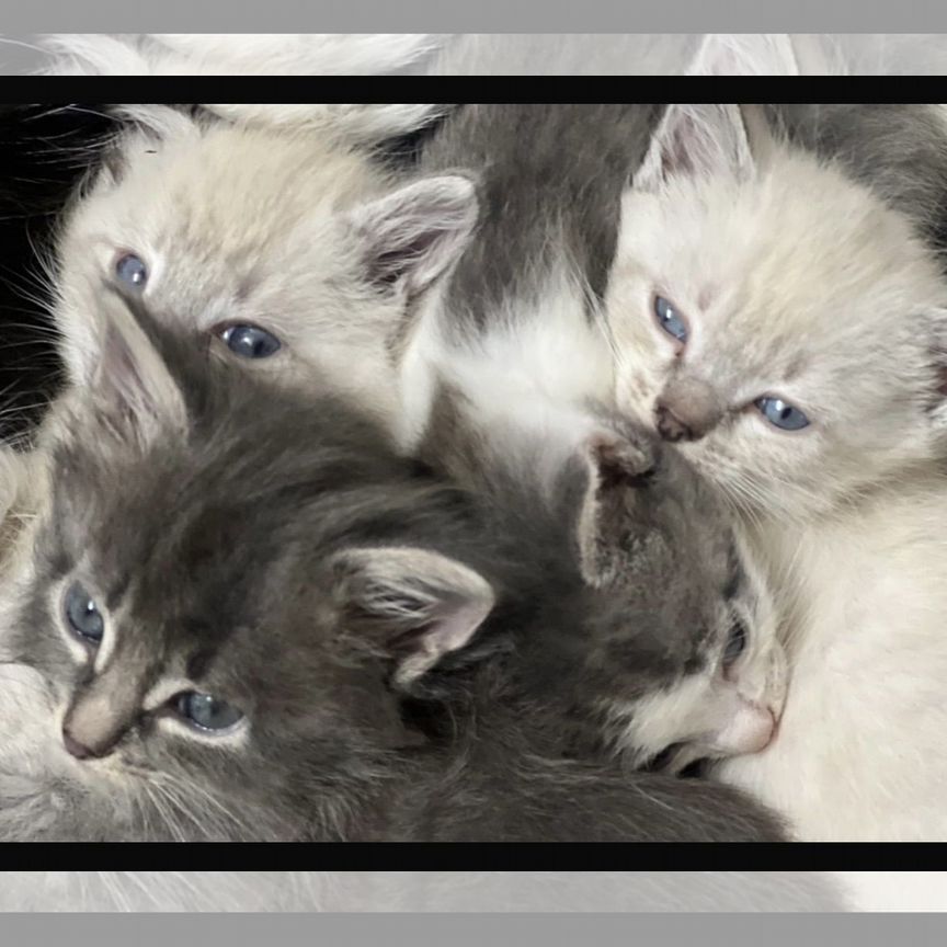 Котята (3 кота и 1 кошка)