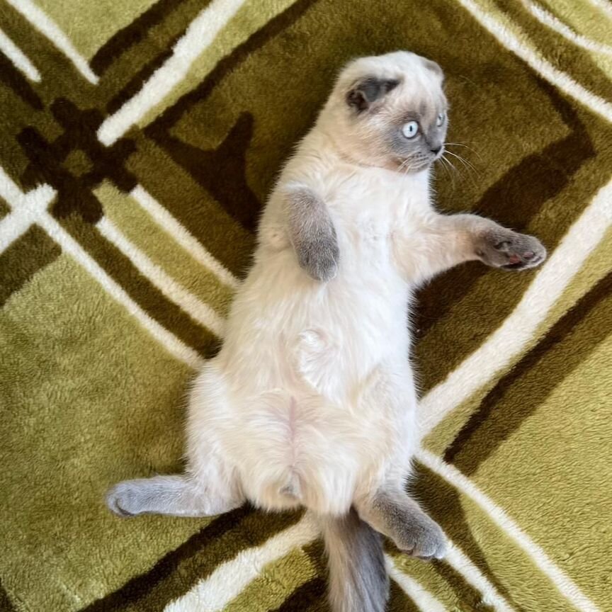 Шотландские котята