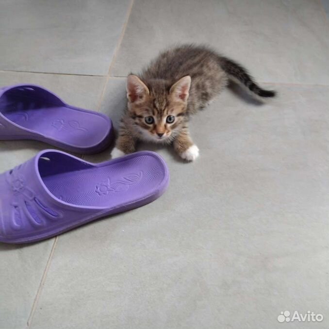 Котёнок с окрасом дикой кошки. Зовут Матрёшка