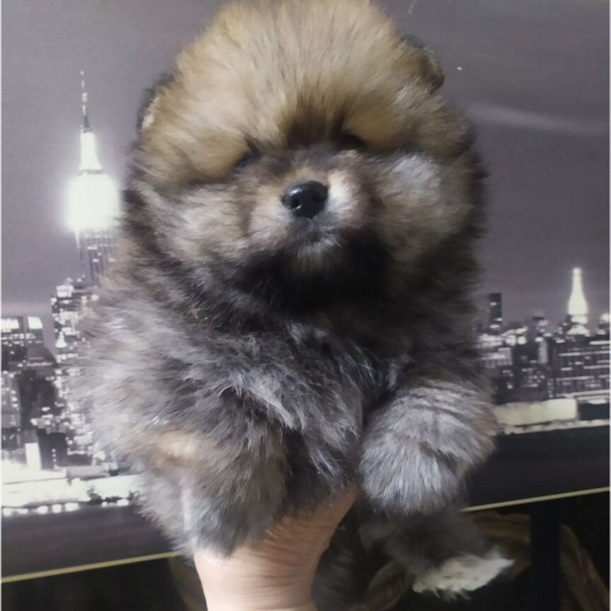 Померанский шпиц, щенок