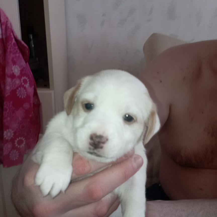 Собаки щенки джек рассел