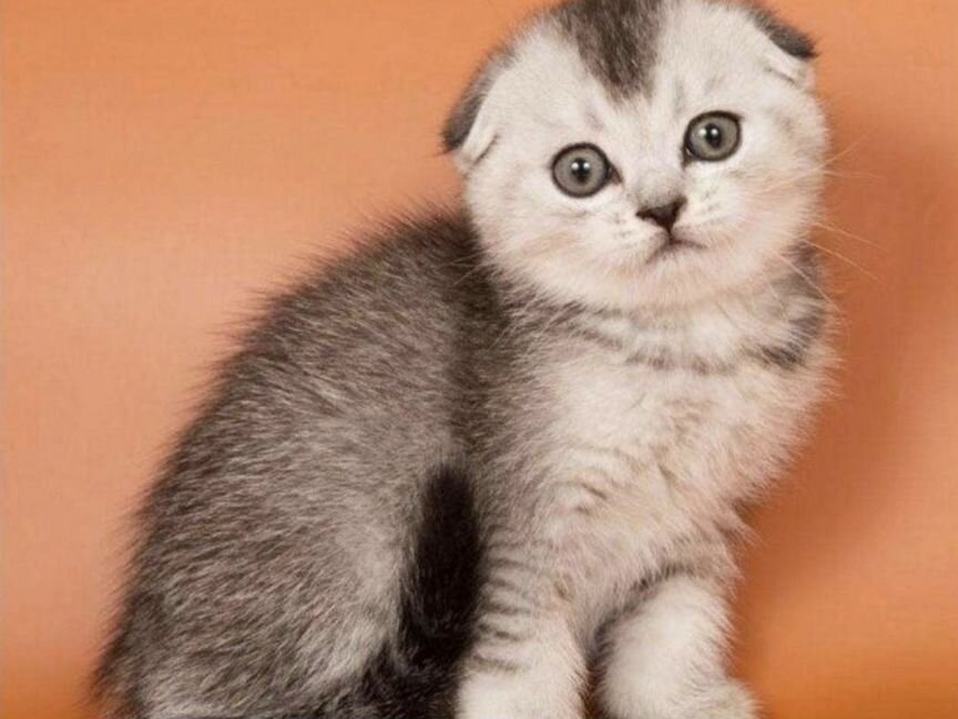 Шотландские котята серебристая шиншилла девочки