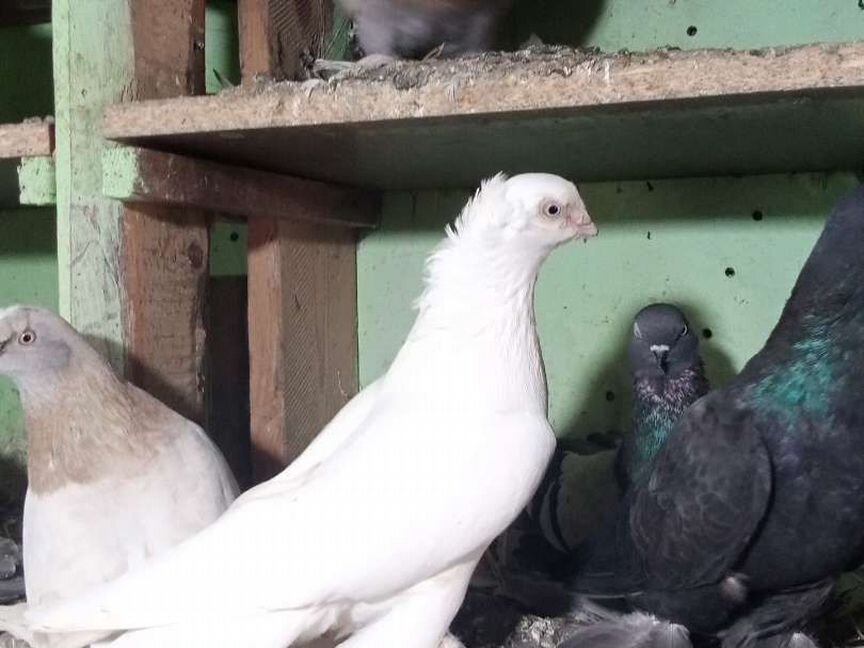 Продам голубей