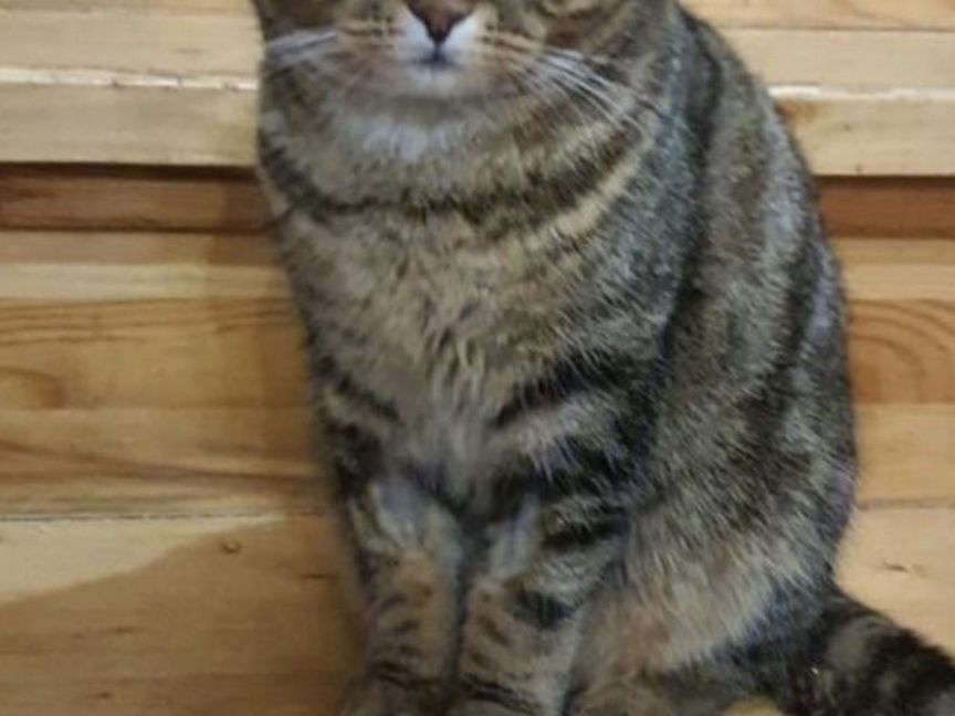Кошка Мурка