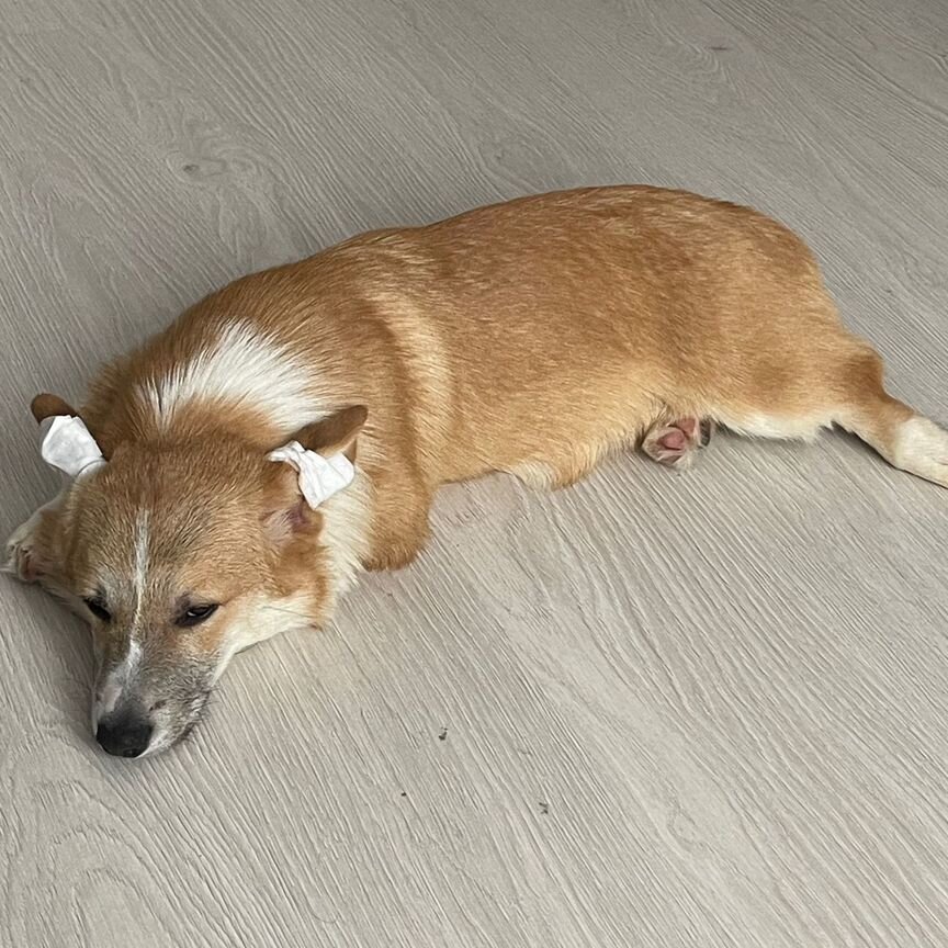 Вельш Корги Пемброк, щенок