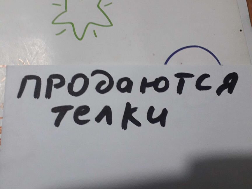 Телка геррефорд