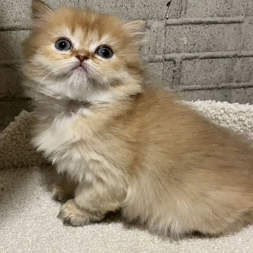 Шотландский прямоухий длинношёрстный котёнок