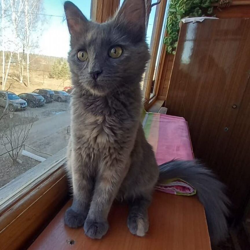 Котенок в добрые руки