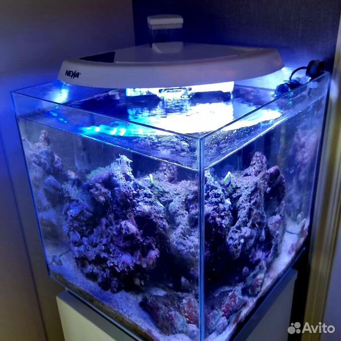 Содержимое морского аквариума 30 л