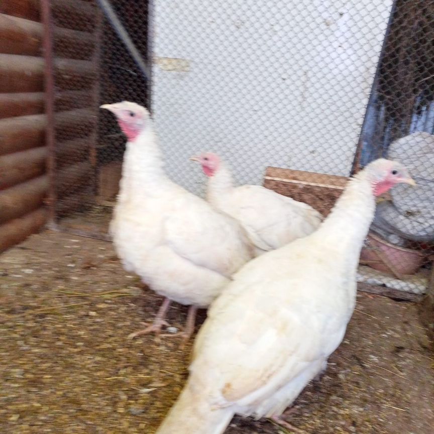 Продаются индюки молодые