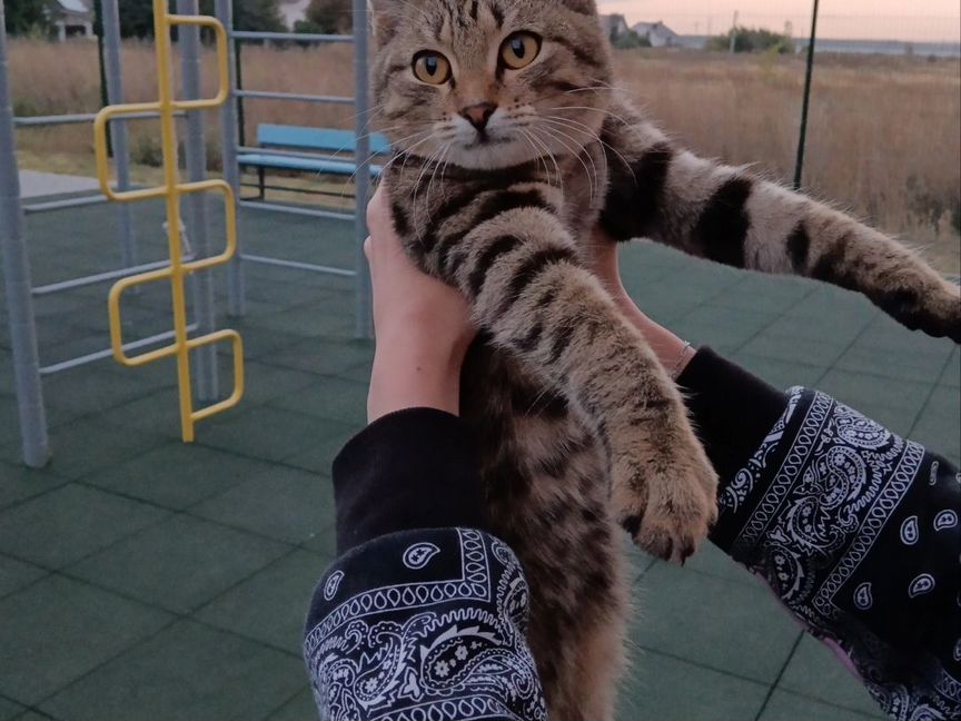Котёнок в добрые руки бесплатно