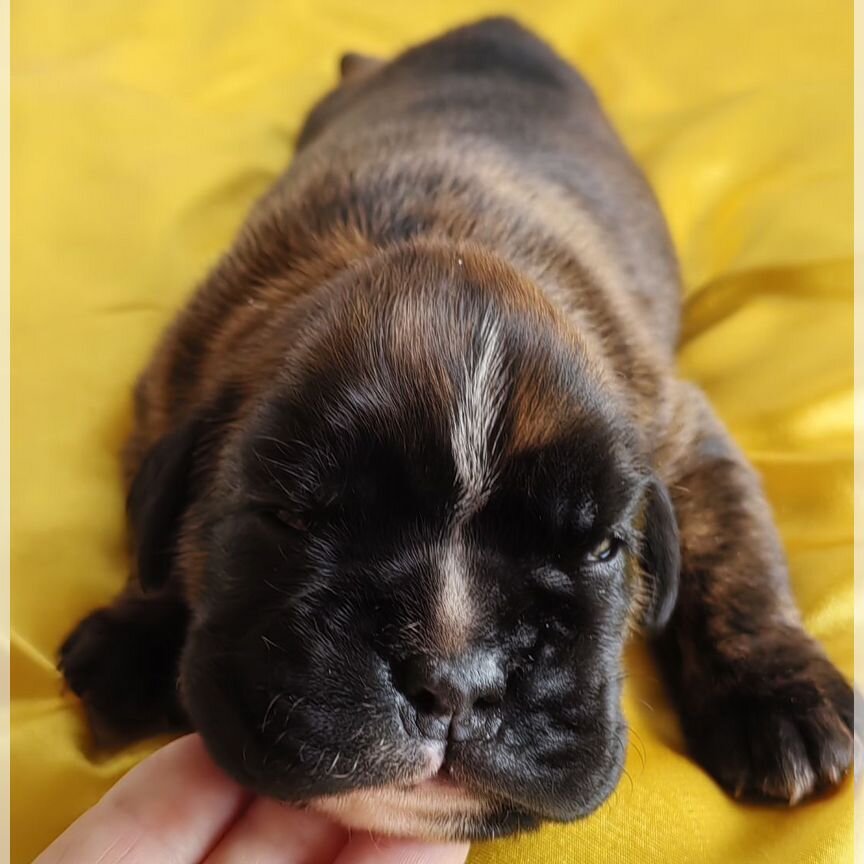 Боксер, щенок