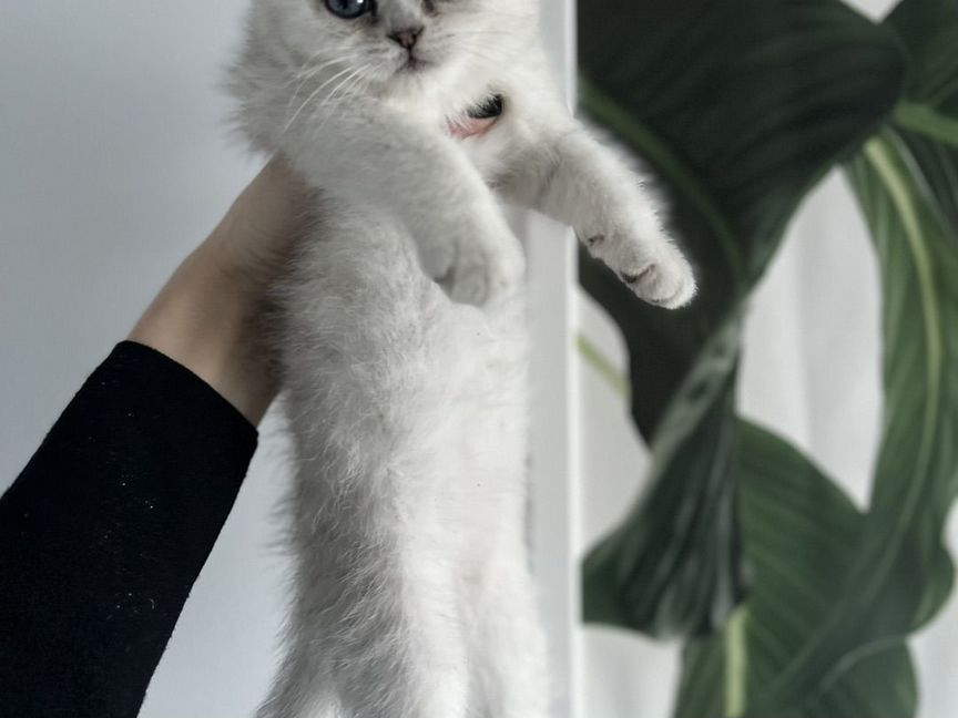 Шотладские котята серебристая шиншилла