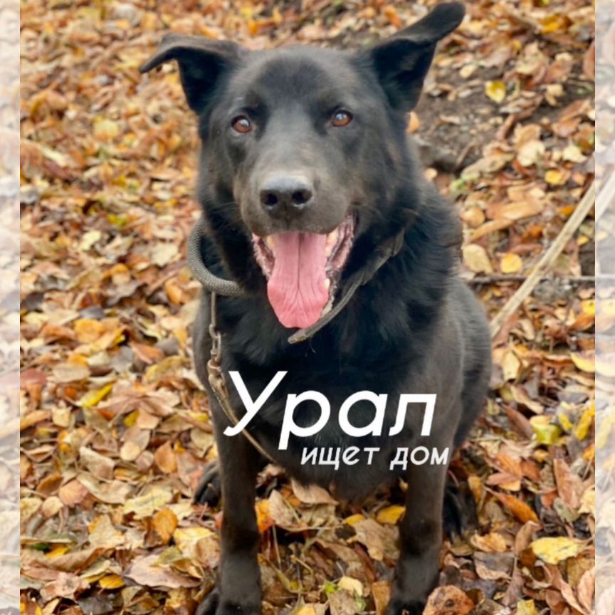 Взрослый пёс в добрые руки