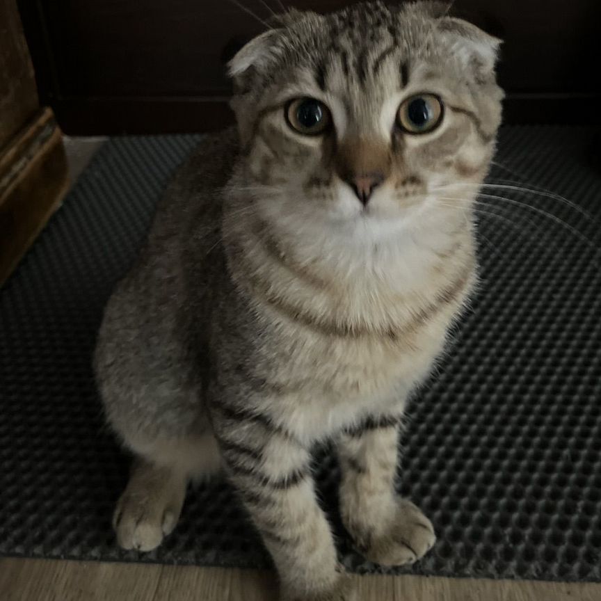 Шотландская вислоухая кошка и котята