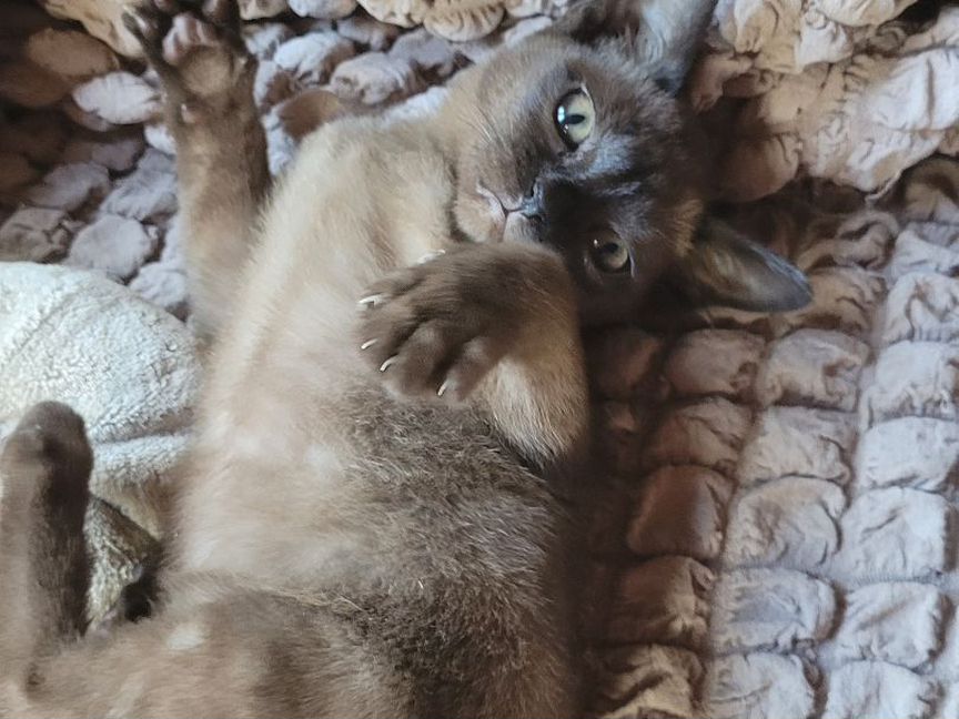 Бурманская