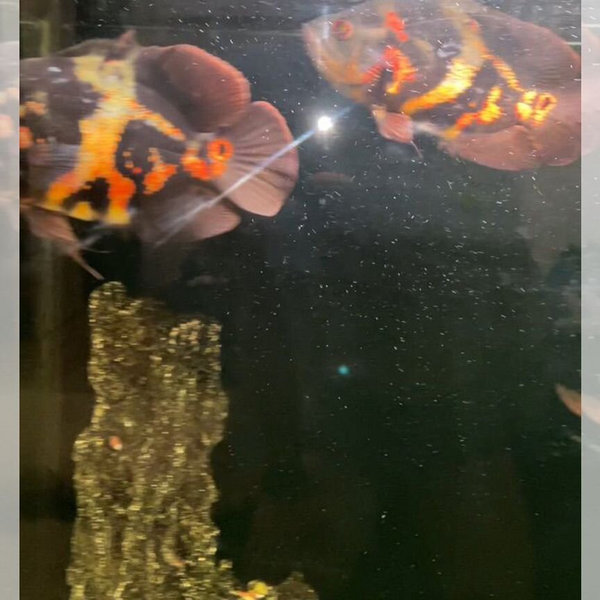 Аквариум с тумбой и рыбками