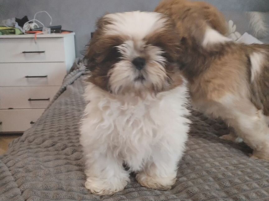 Щенки ши-тцу