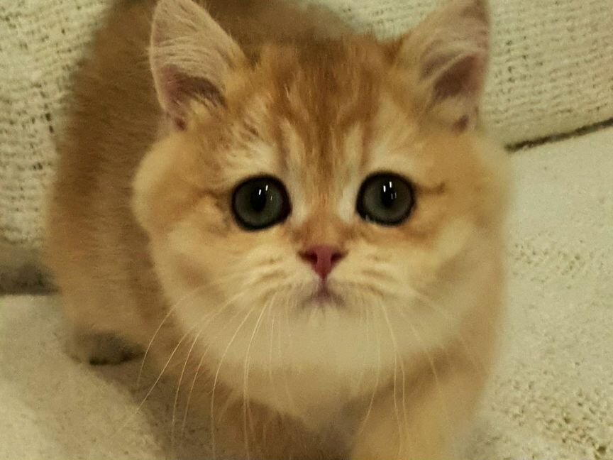 Котята