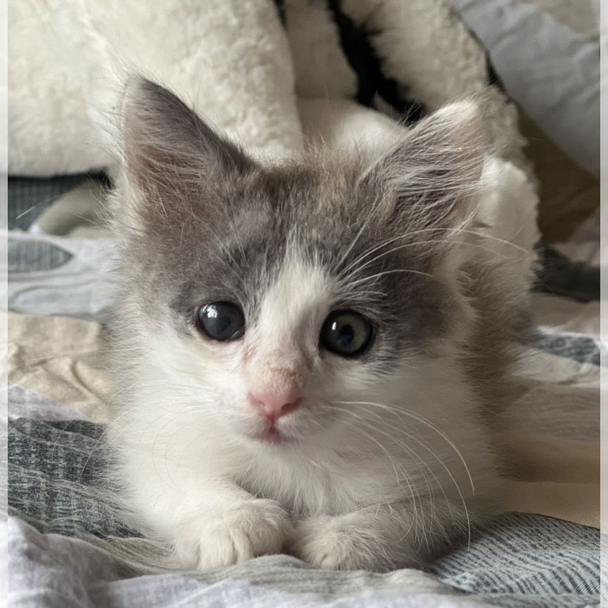 Котенок в добрые руки