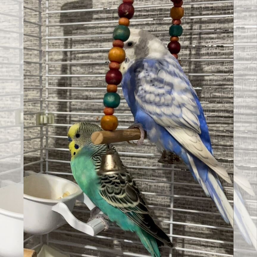 Волнистый попугай