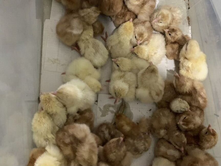 Петушки ломан браун суточные