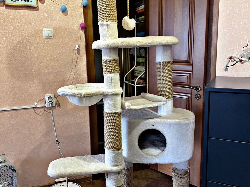 Когтедралка вместе с домиком