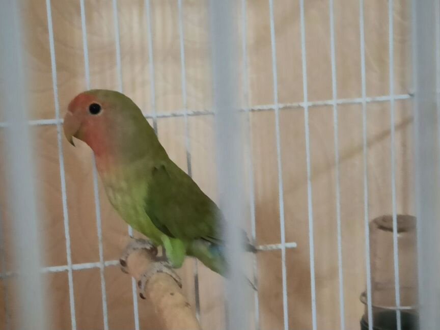 Попугай (неразлучник)мальчик-4месяца