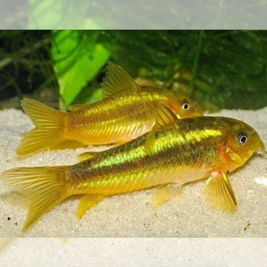 Аквариумные рыбки и коридорасы